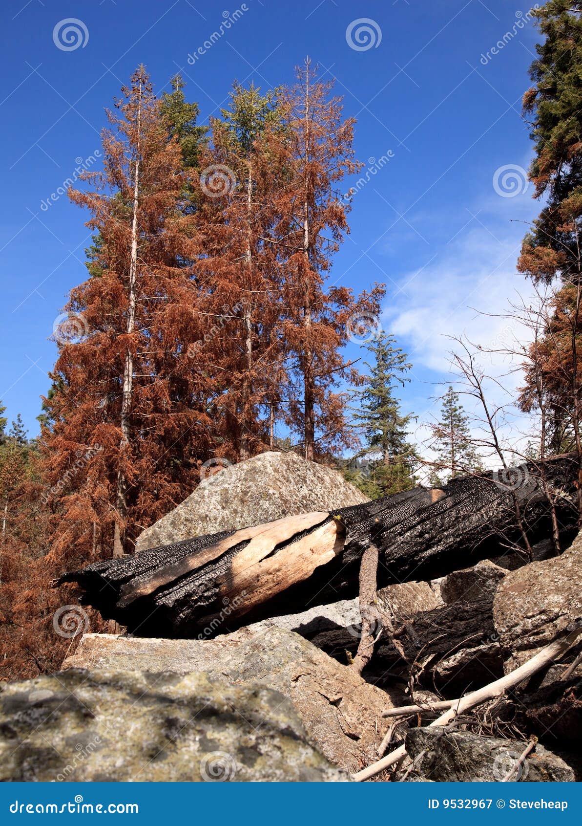 Scorched Trees after Forest Fire Stock Image - Image of scorch ...