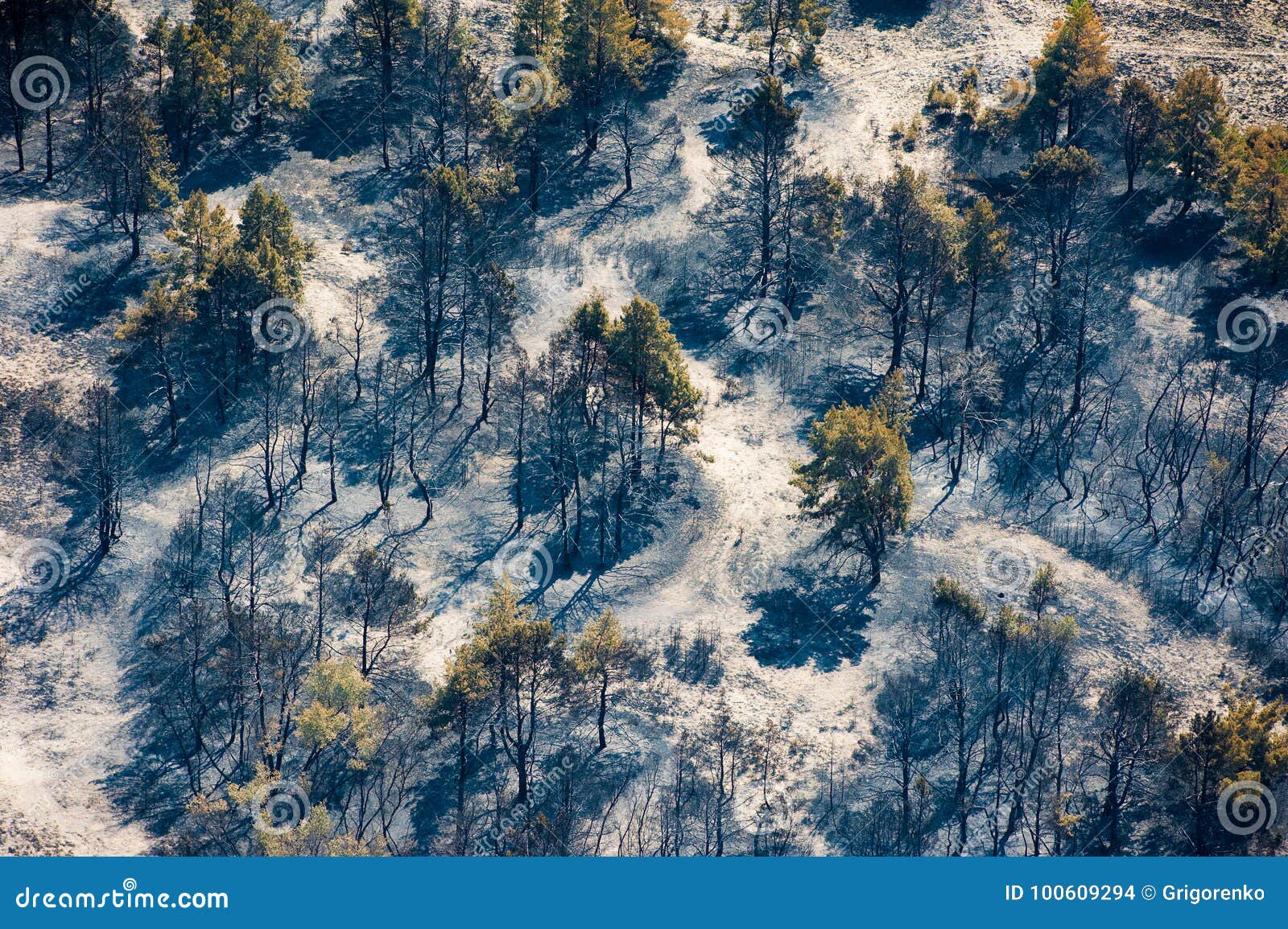 Scorched Trees and Grass after the Fire. Aerial View Stock Photo ...