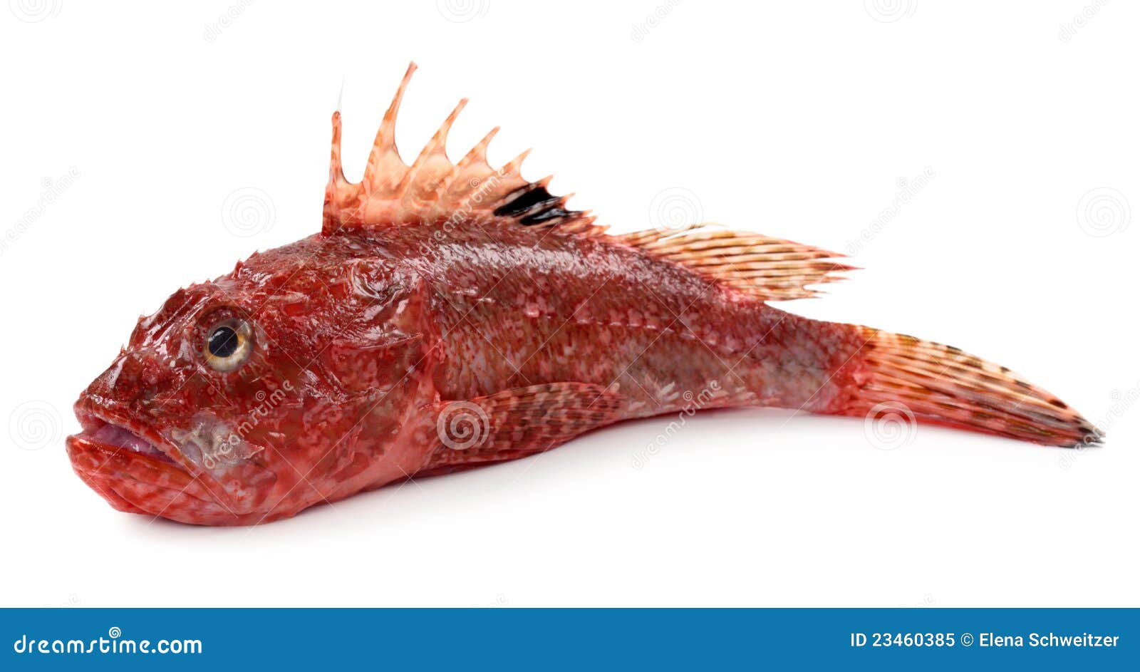 Scorfano rosso immagine stock. Immagine di mare, bianco - 23460385