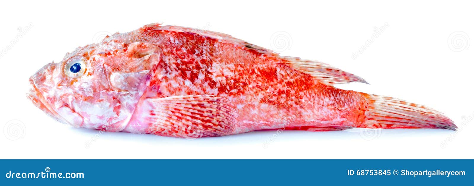 Scorfano rosso isolato immagine stock. Immagine di atlantico - 68753845