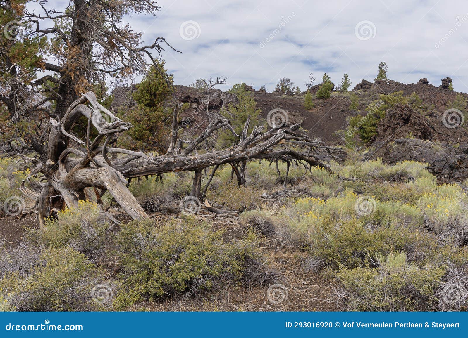 Scoria Field with Fallen Tree Stock Photo - Image of landmark, field ...