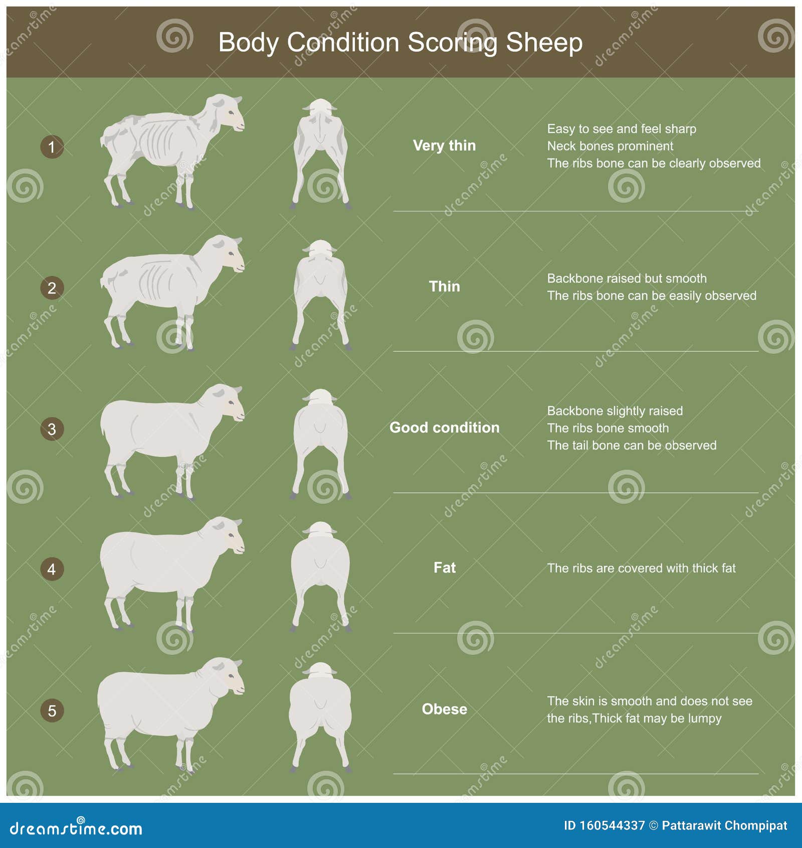 The Scoring Body and Structure Loin Area of Sheep Stock Vector ...