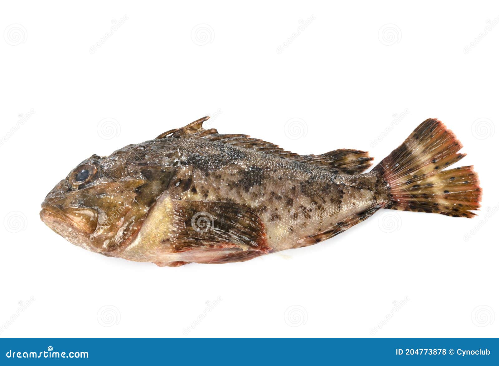 Scorpaena scrofa in studio stock photo. Image of studio - 204773878