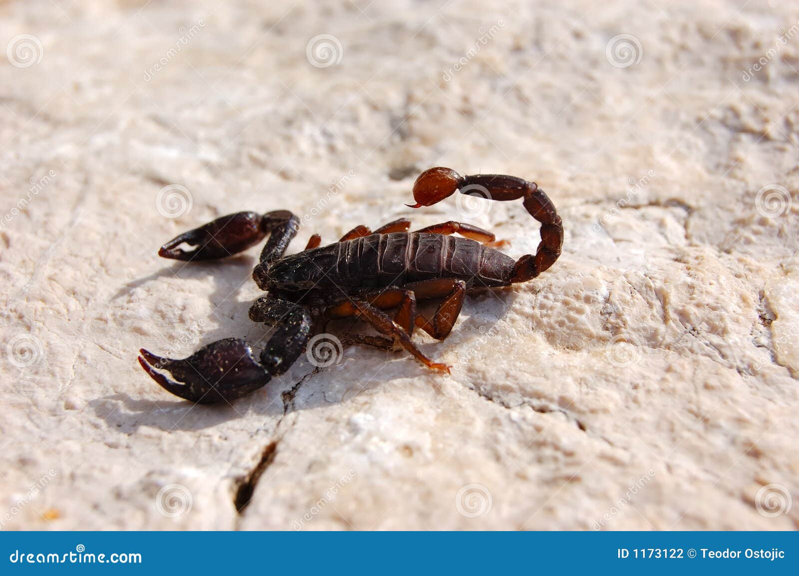Scorpio stock photo. Image of nature, defensive, erectile - 1173122
