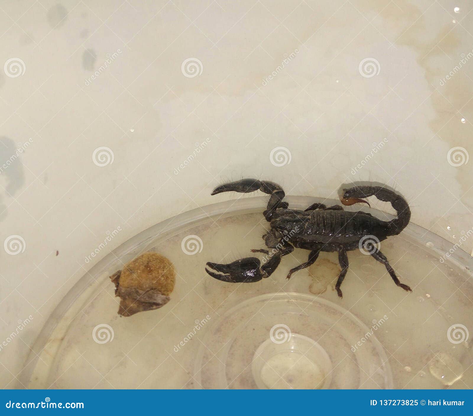 Enimi Stock Photos - Free & Royalty-Free Stock Photos from Dreamstime