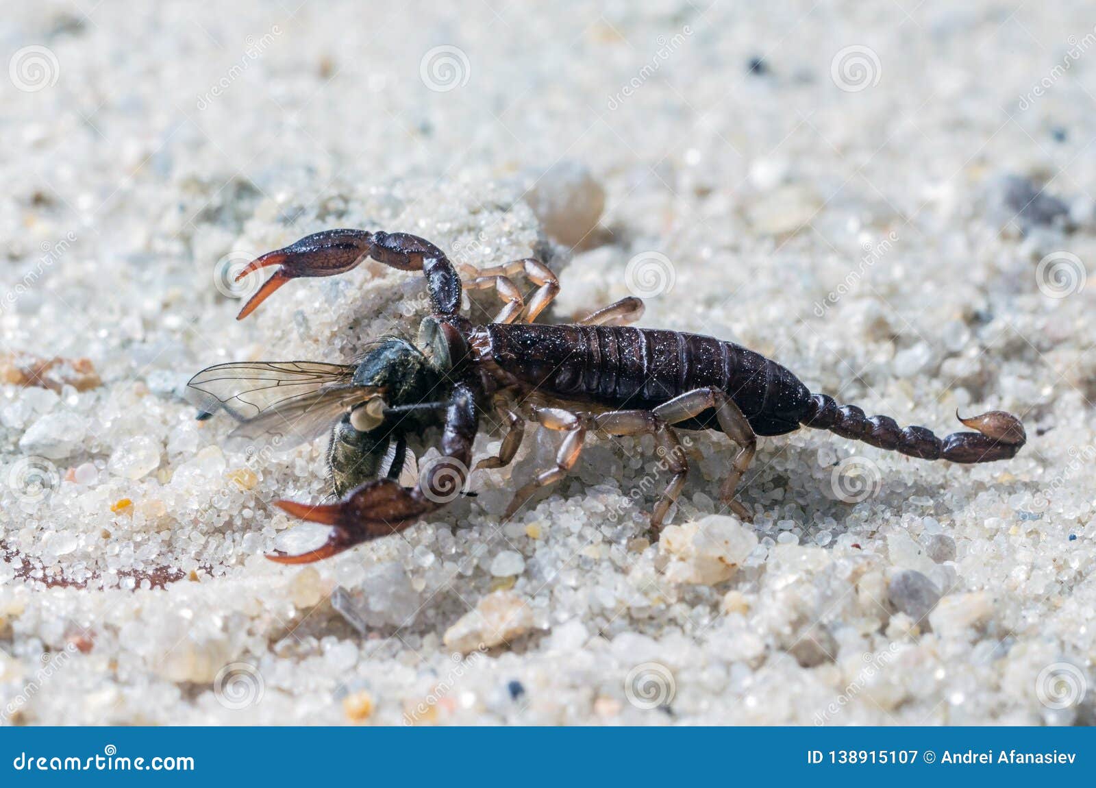 Scorpio Holds a Fly Caught with Claws and Stings it with a Sting, Close ... Scorpio Holds a Fly Caught with Claws and Stings it with a Sting, Close ...