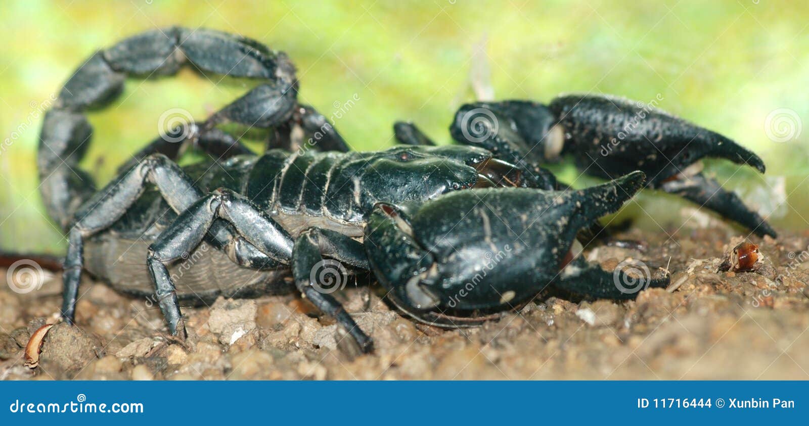 Scorpion stock photo. Image of imperator, colorful, blood - 11716444
