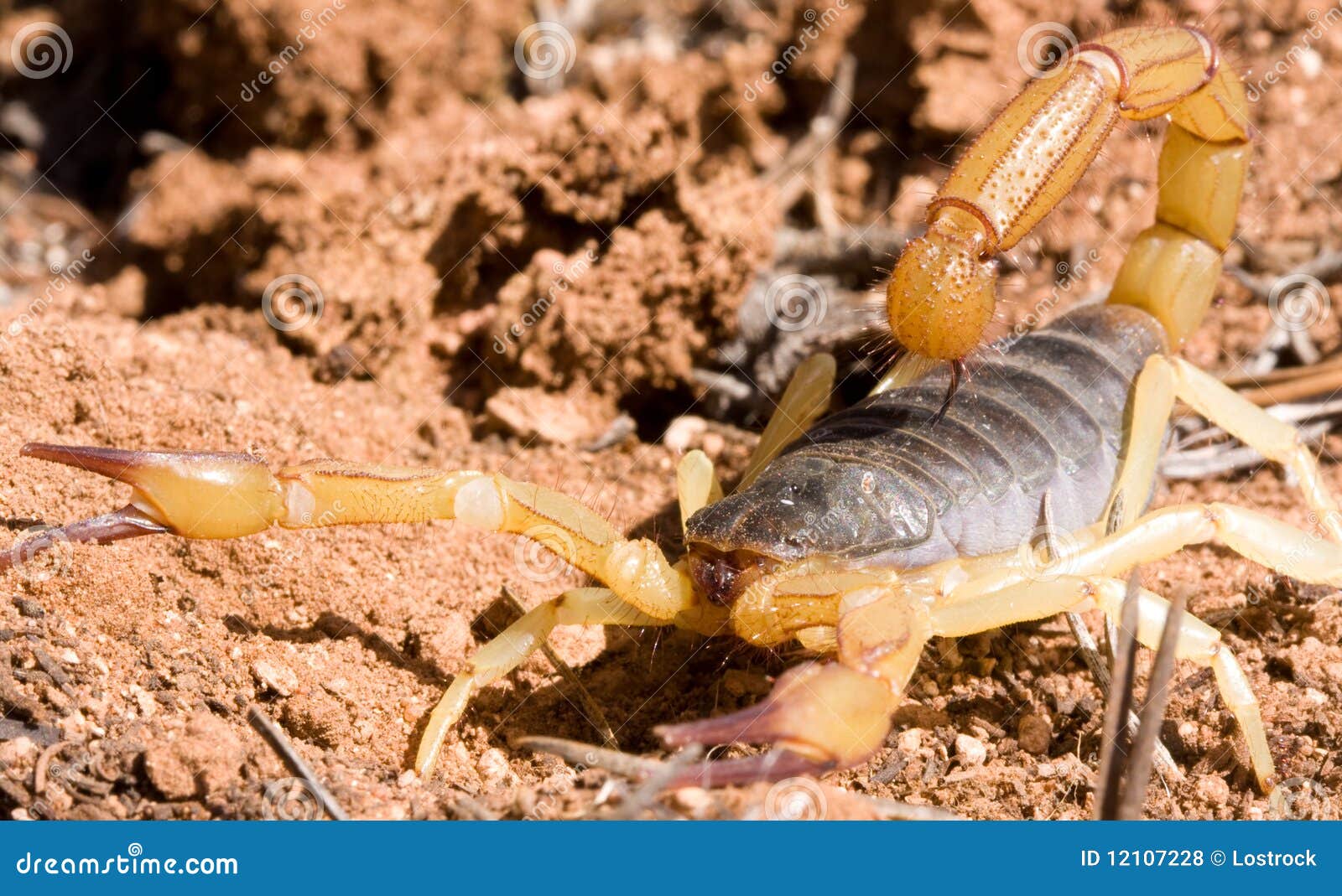 Scorpion stock photo. Image of pincers, outdoors, arizonensis - 12107228