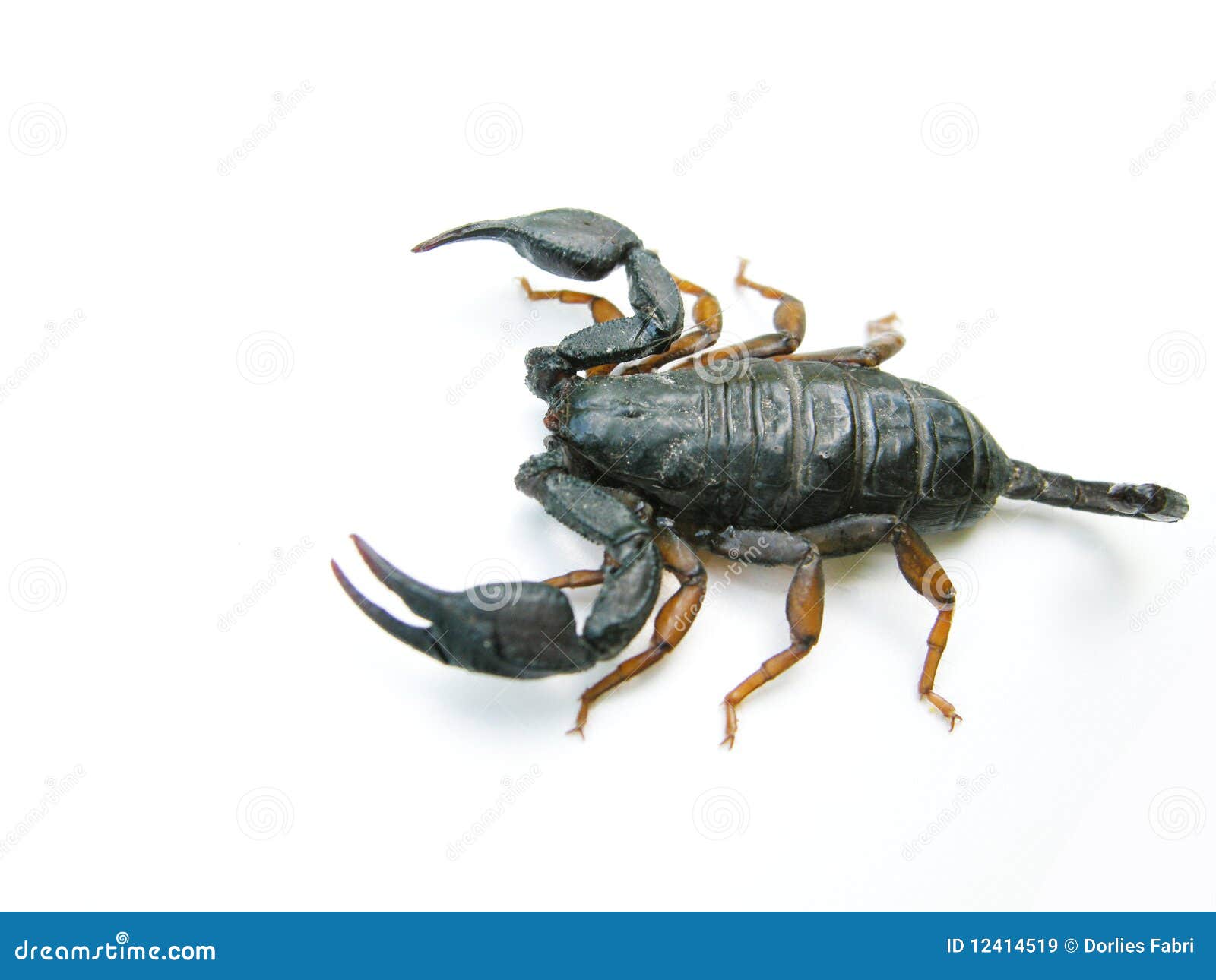 Scorpion stock image. Image of wildlife, tongs, black - 12414519