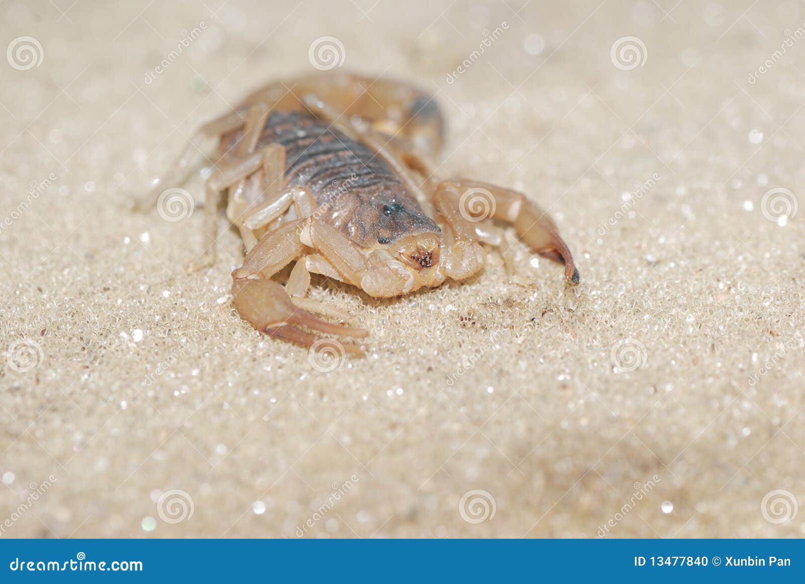 Scorpion stock photo. Image of imperator, claws, beauty - 13477840