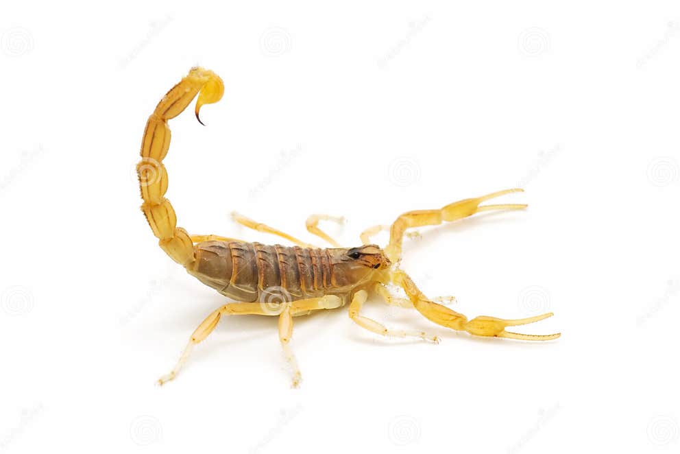 Scorpion stock image. Image of isolated, dangerous, toxic - 16017055