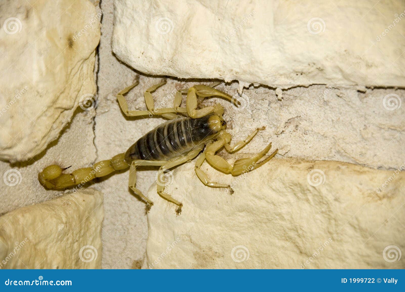 Scorpion stock photo. Image of poisonous, scary, nature - 1999722