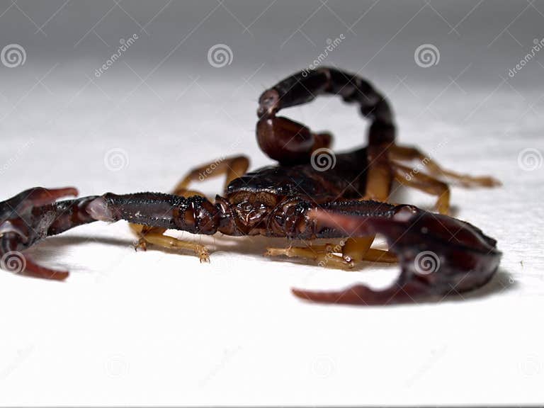 Scorpion stock photo. Image of barb, ugly, living, poisonous - 20129166