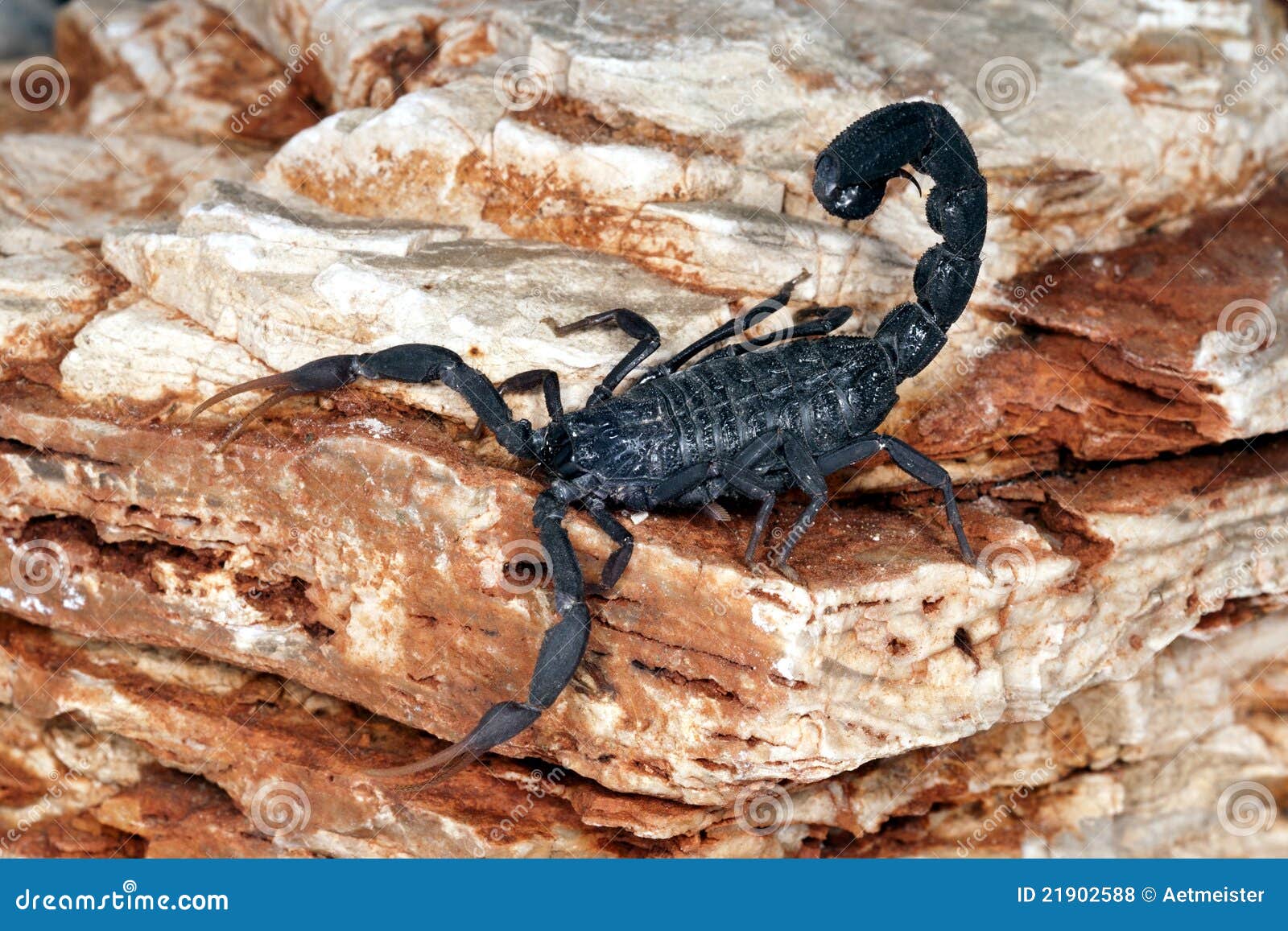 Scorpion stock photo. Image of scary, desert, poison - 21902588