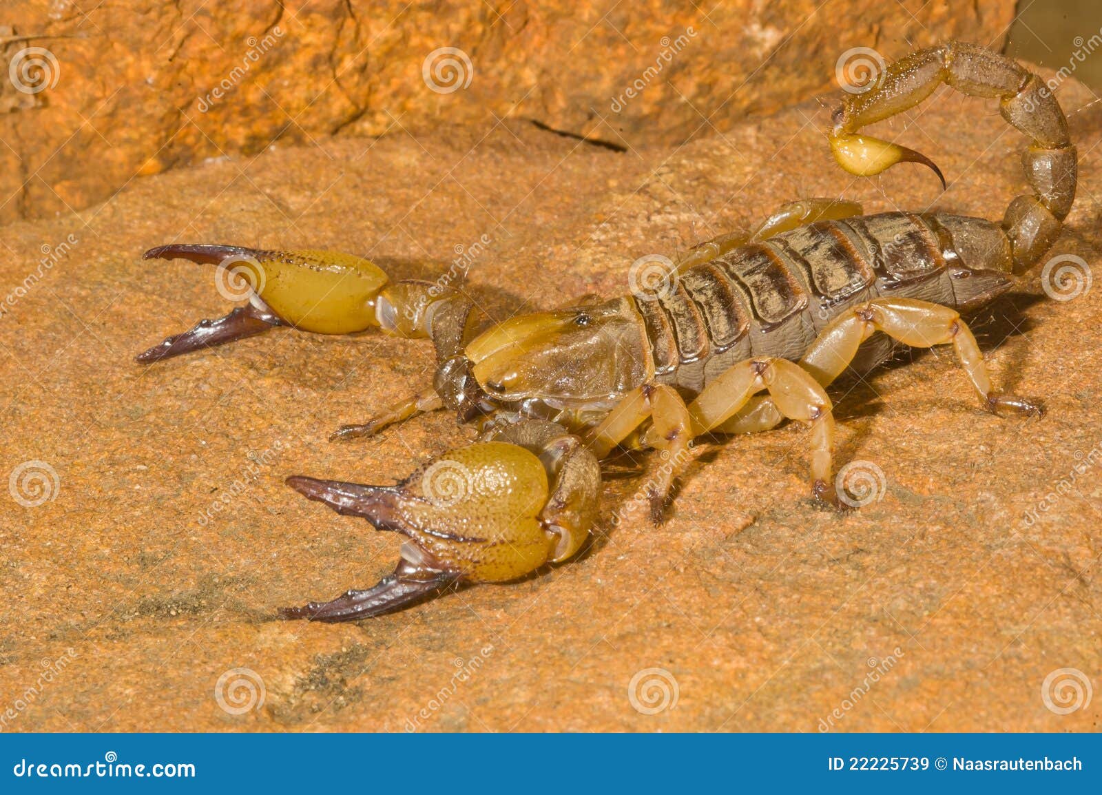 Scorpion stock image. Image of poisonous, invertebrate - 22225739