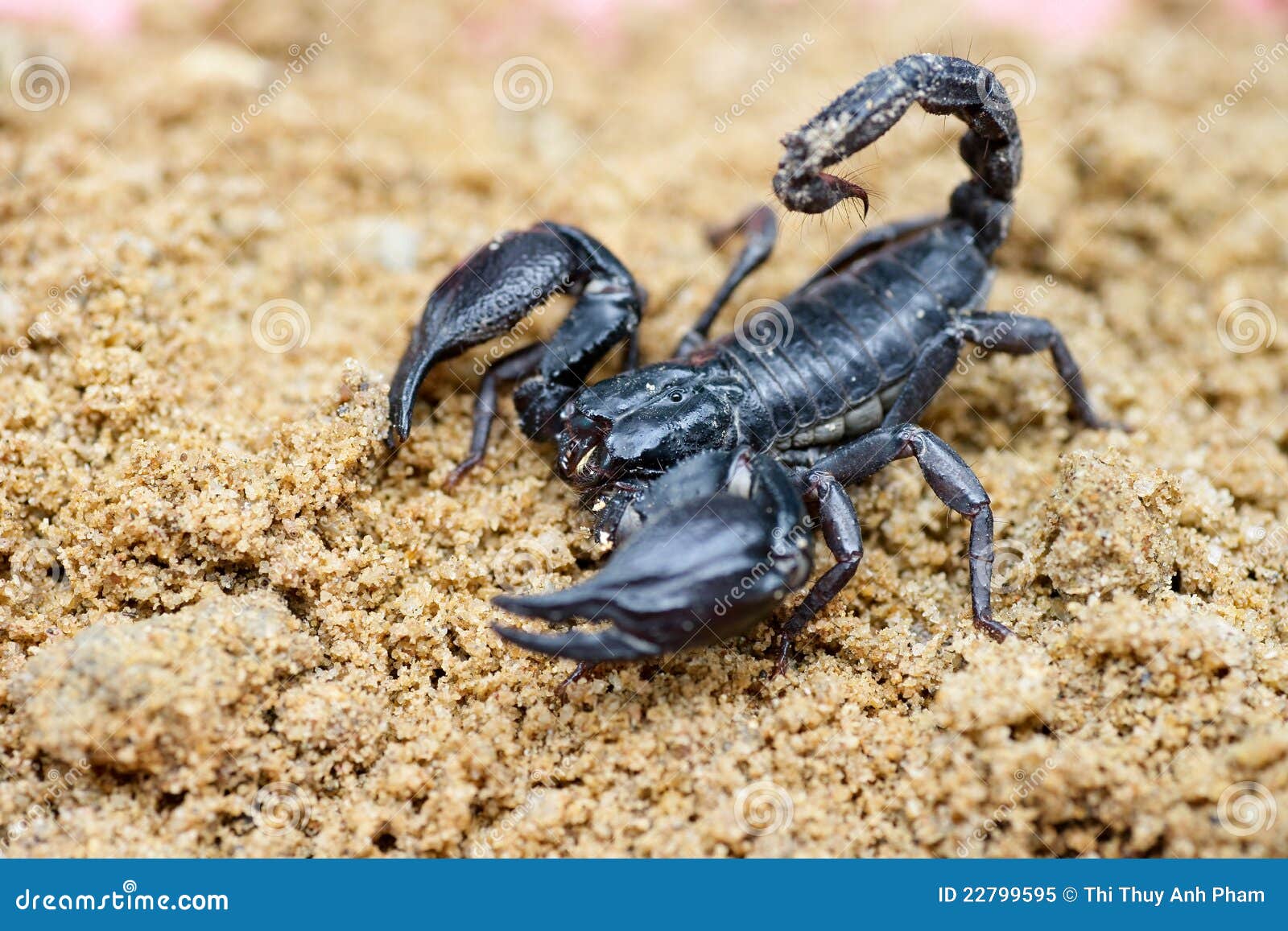 Scorpion stock image. Image of invertebrate, insect, scorpion - 22799595