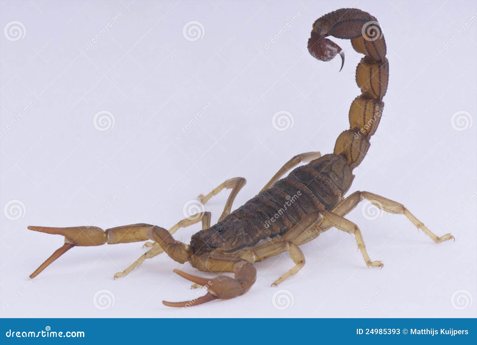 Scorpion stock image. Image of stung, fearsome, predator - 24985393