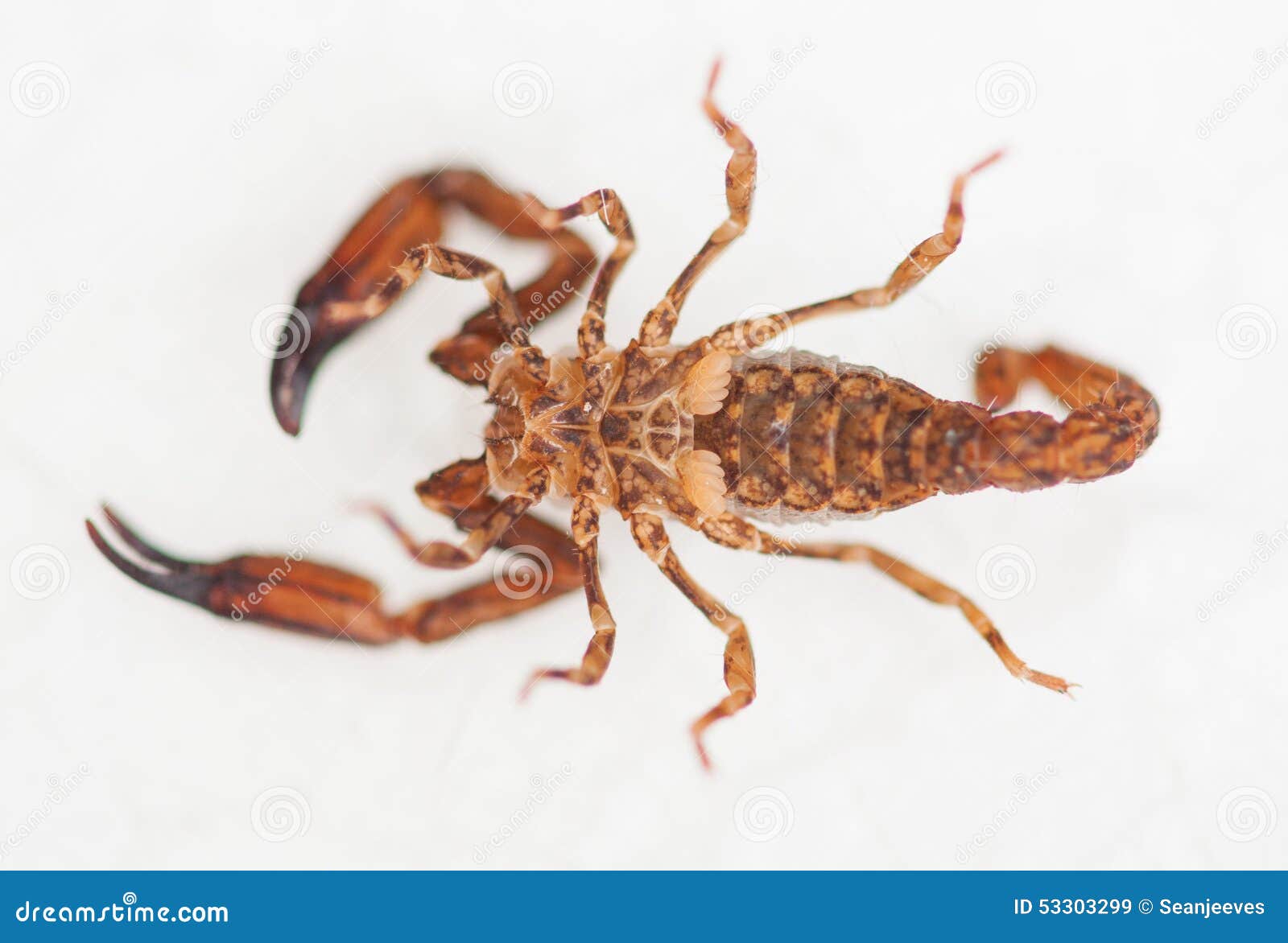 Scorpion image stock. Image du segment, insecte, créature - 53303299