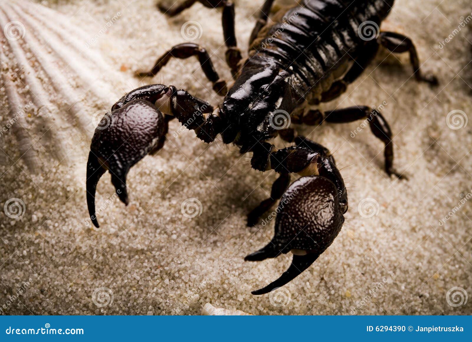 Scorpion stock photo. Image of invertebrate, furious, sand - 6294390