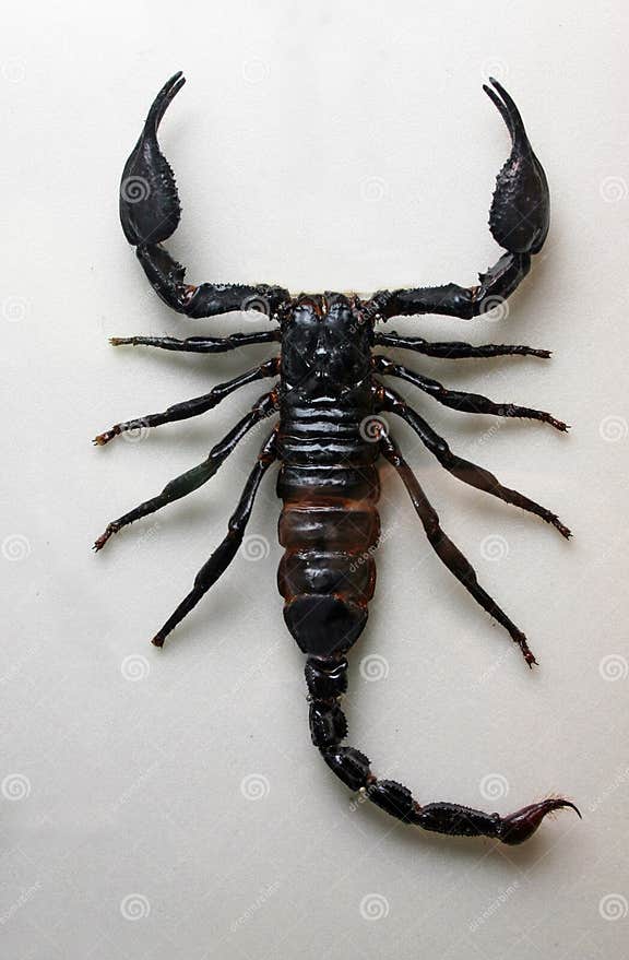 Scorpion stock photo. Image of isolated, legs, black, scorpio - 920046