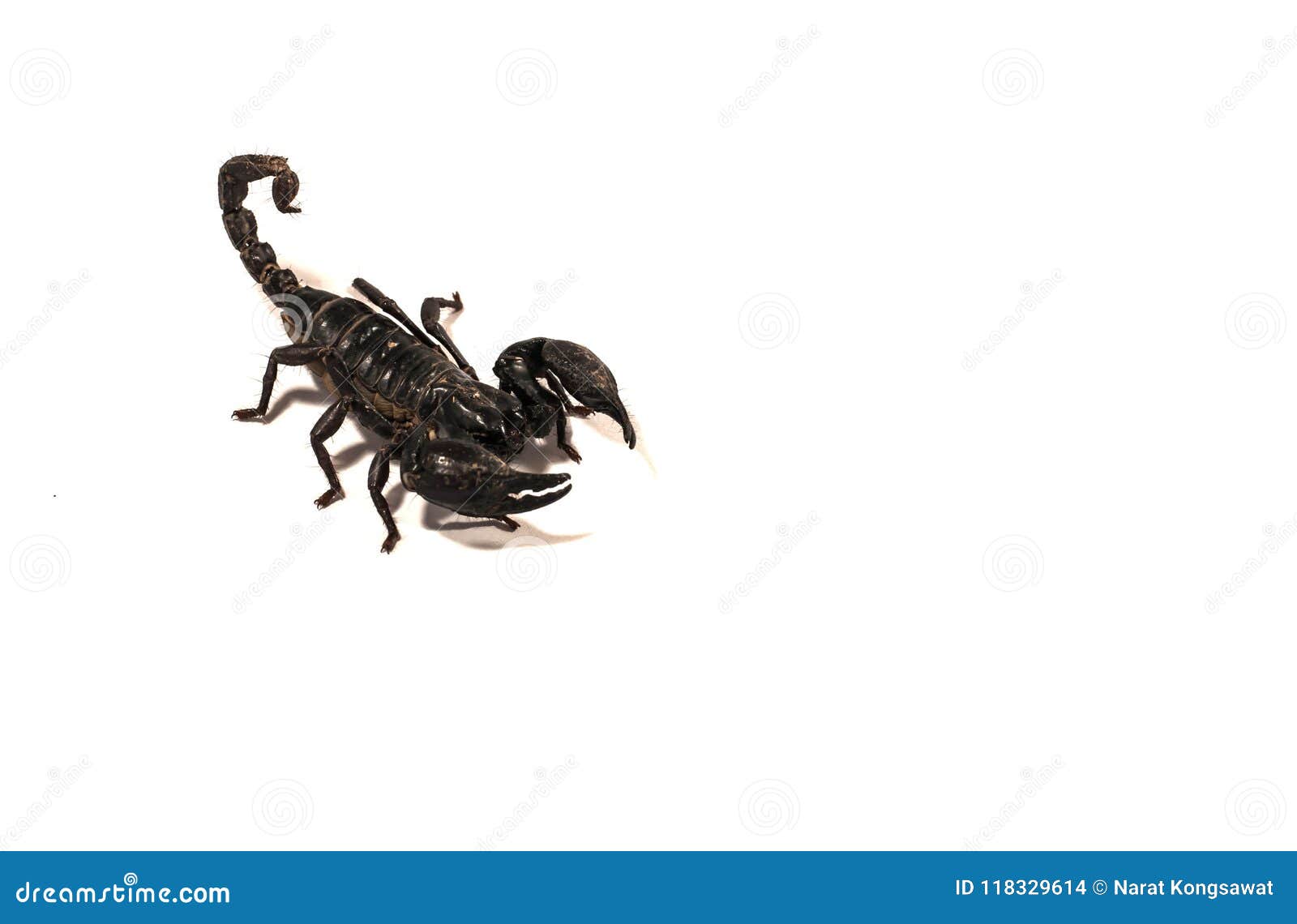 Scorpion, with attack stock photo. Image of imperator - 118329614