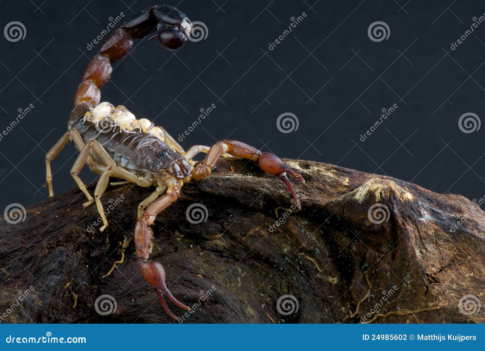 Chlorotoxin Scorpion Toxin. Peptide Toxin Present In Deathstalker ...
