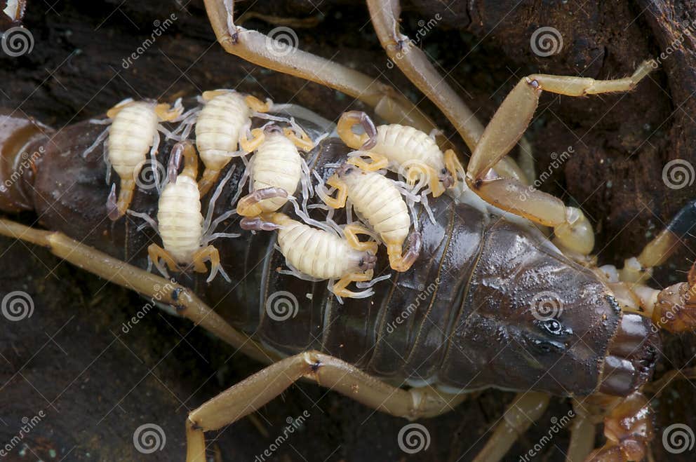 Scorpion babies stock image. Image of stung, arthopod - 24985693