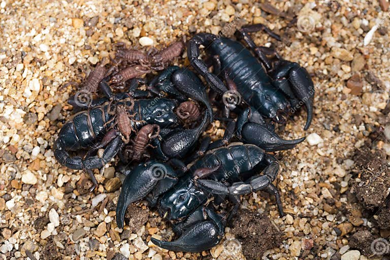 Scorpion and babies stock photo. Image of soil, scorpion - 29140156