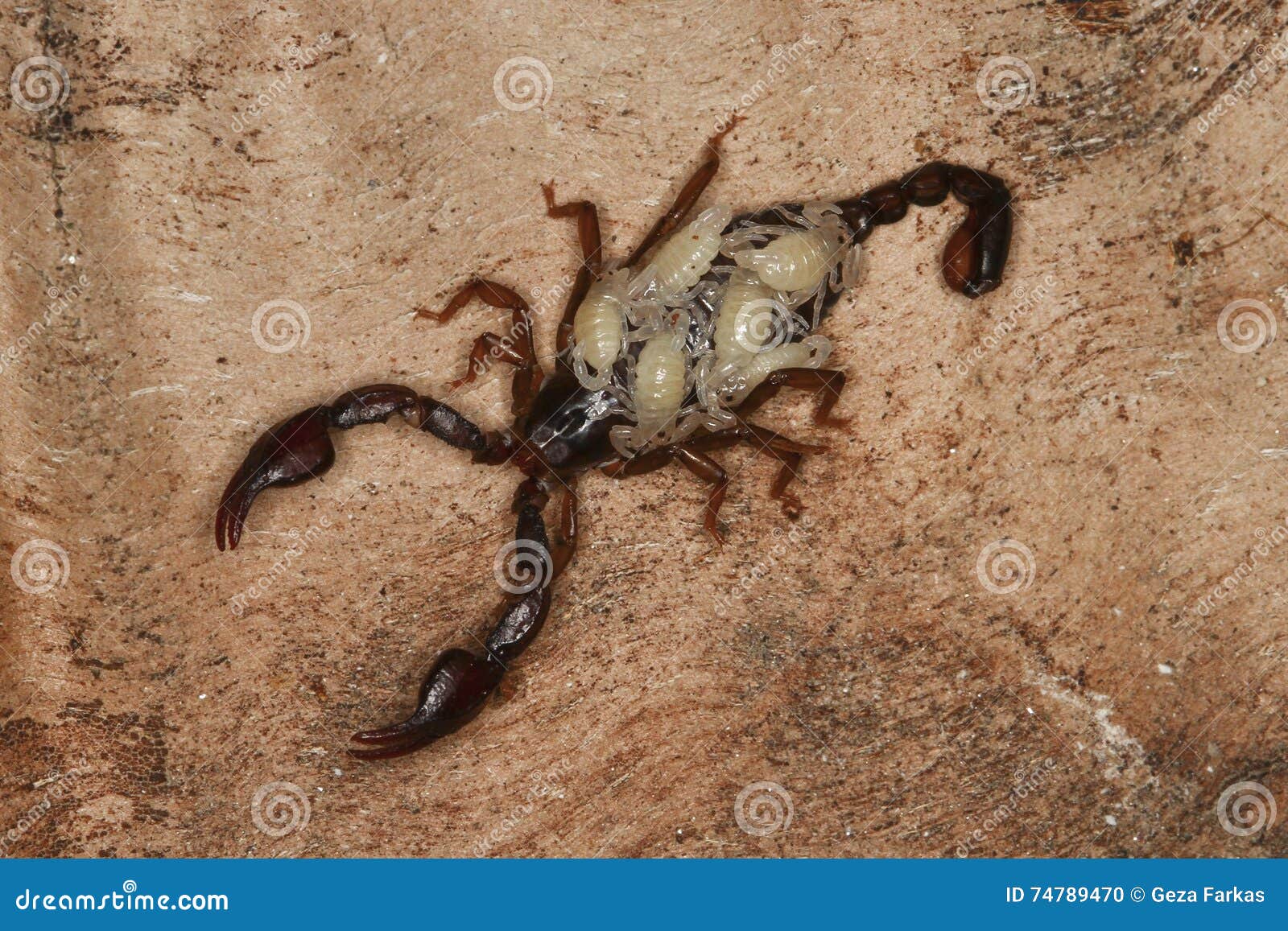 Scorpion with babies stock photo. Image of europa, asian - 74789470