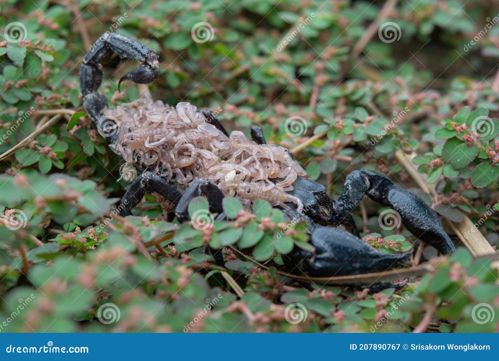 Scorpion and baby on back stock image. Image of mother - 207890767
