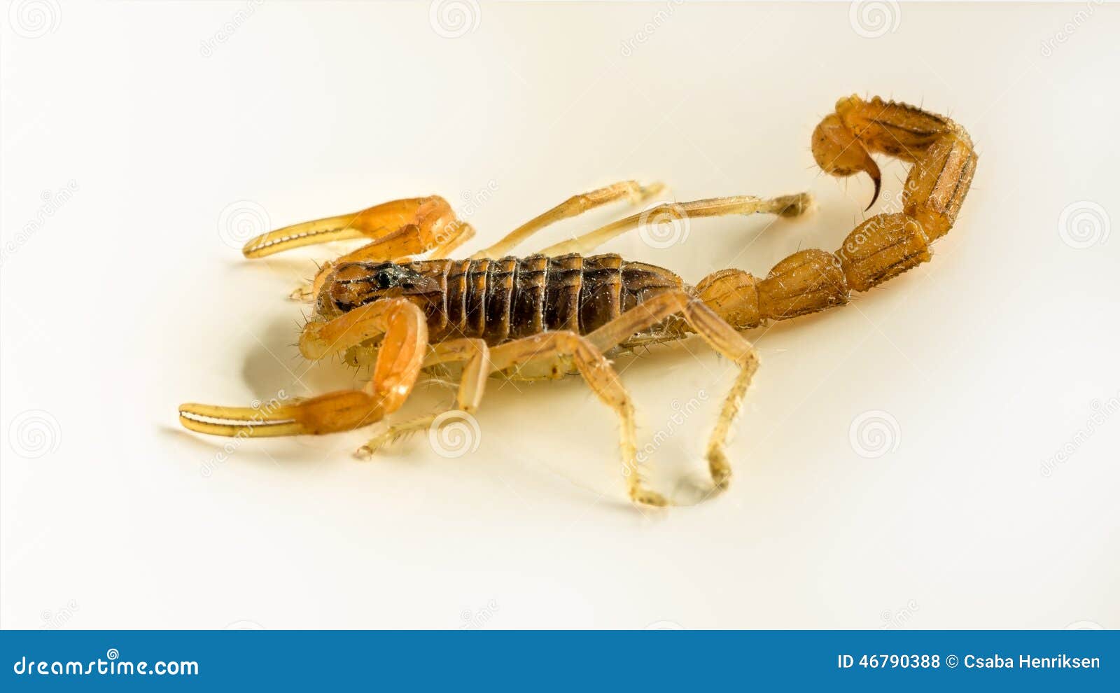 Scorpion stock photo. Image of wildlife, animals, pets - 46790388