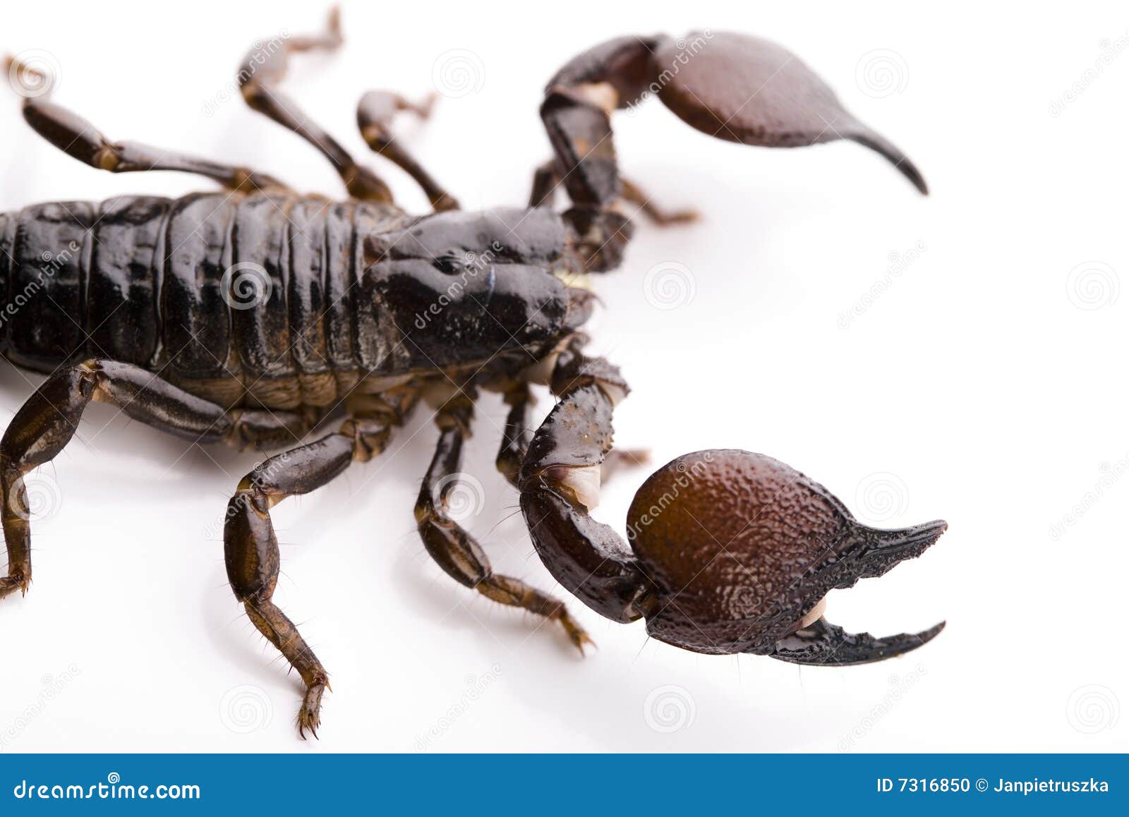 Scorpion Background with Path Stock Photo - Image of natural, organism ...