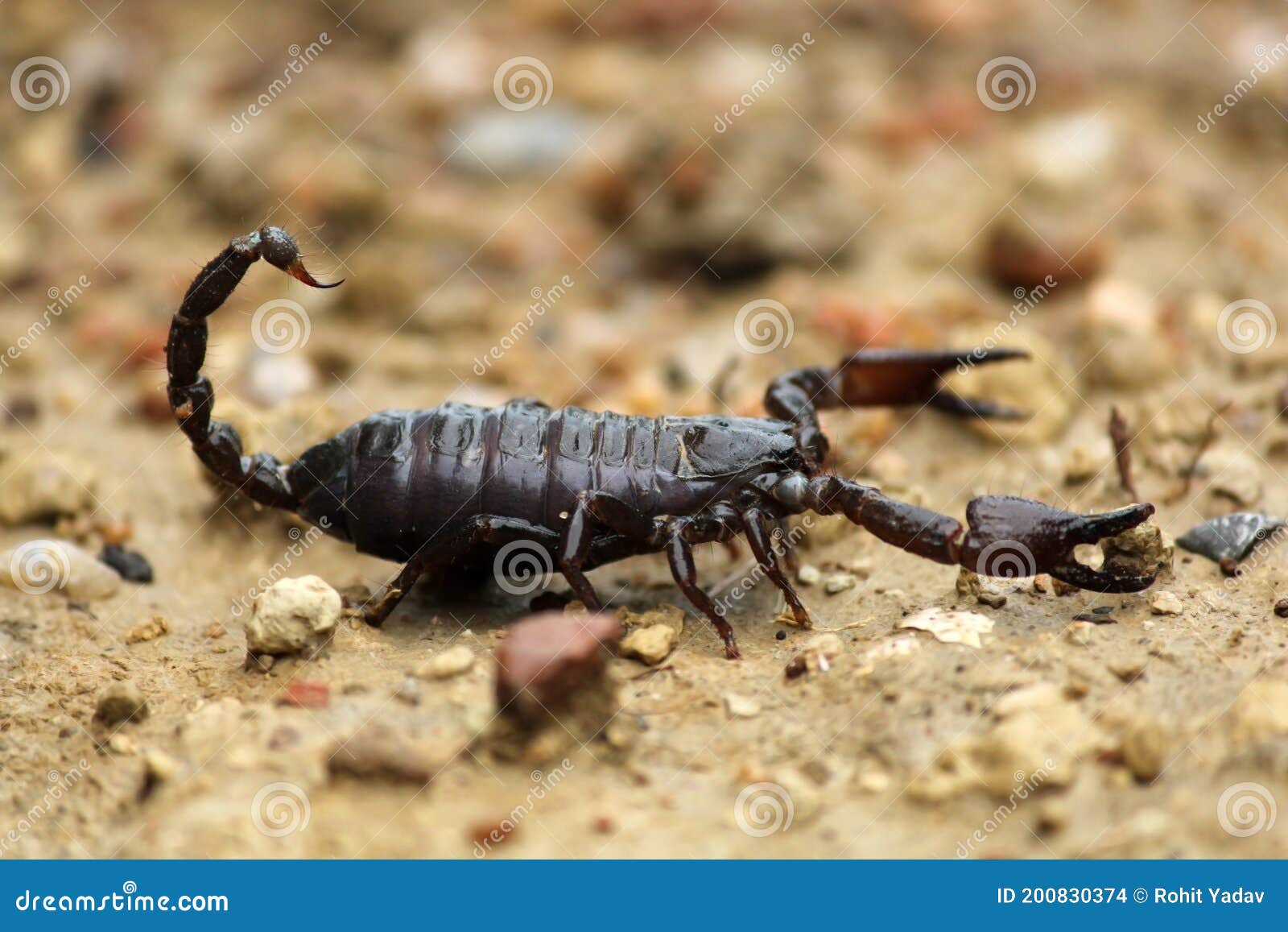 Scorpion black color stock photo. Image of color, clicked - 200830374