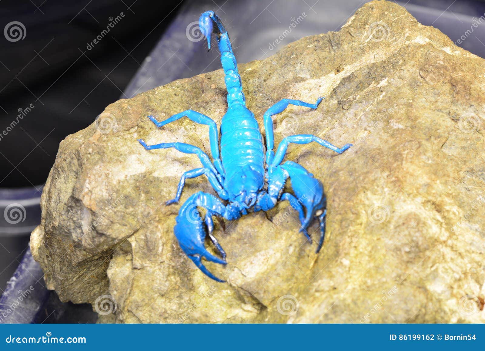 Scorpion in blue light stock photo. Image of deadly, scorpio - 86199162