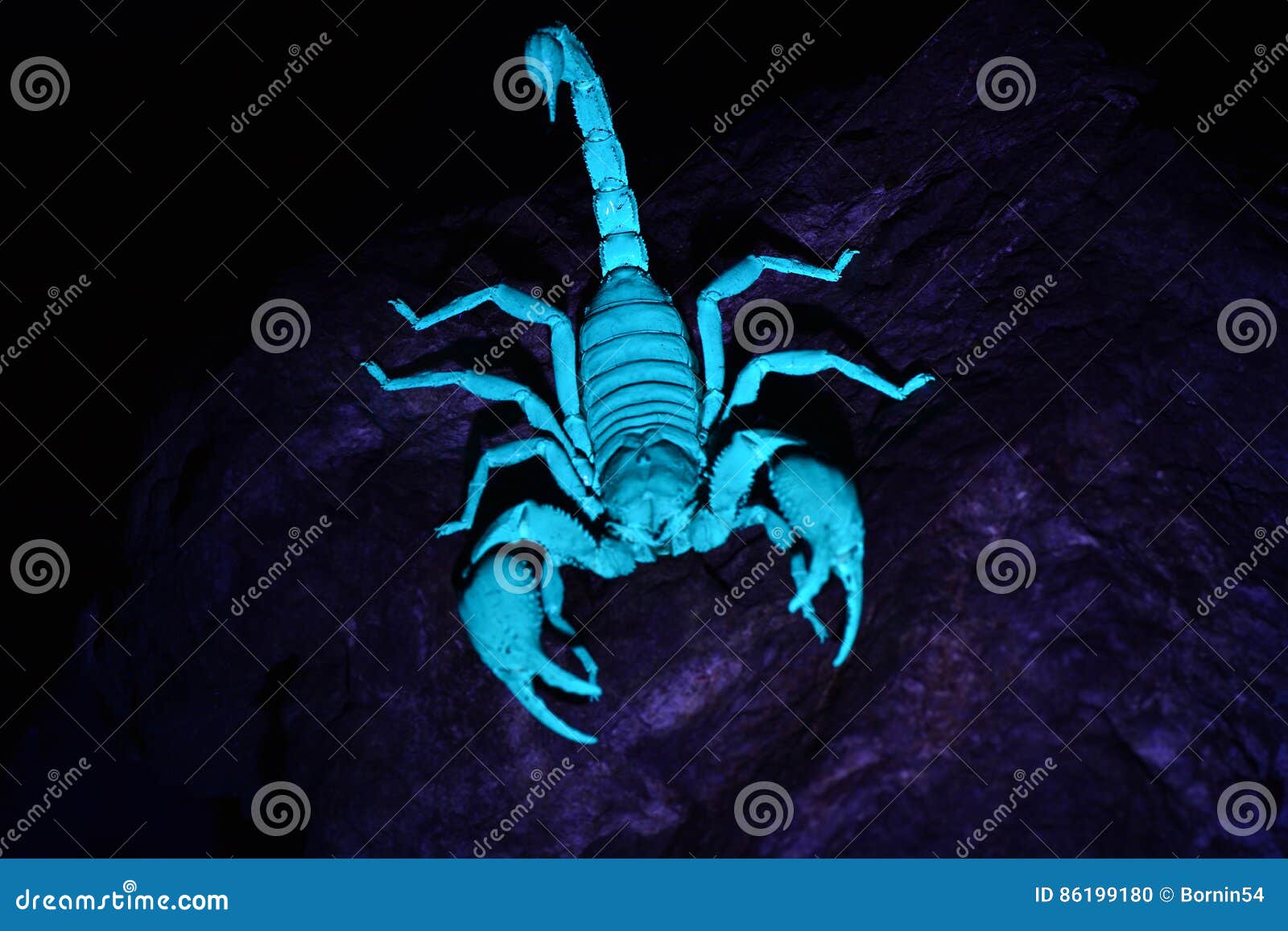 Scorpion in blue light stock photo. Image of insect, venomous - 86199180