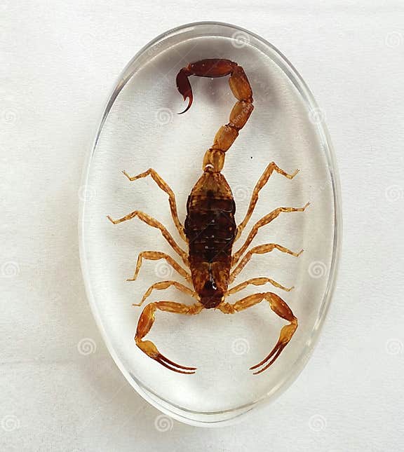 Scorpion Cast in Clear Resin Stock Image - Image of encapsulated ...