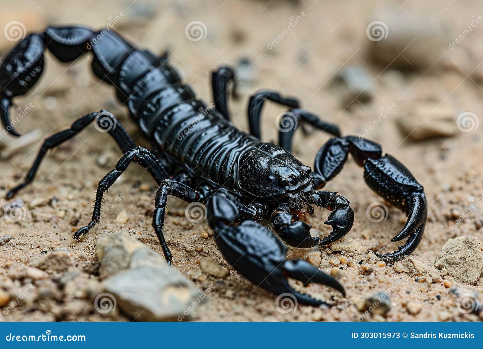 A Scorpion, Close-up. Generative AI Stock Illustration - Illustration ...