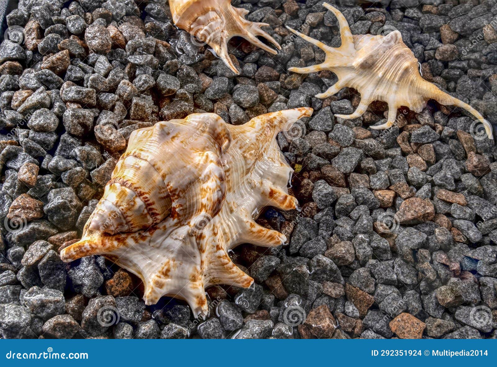 Scorpion Conch Seashells on the Shore Stock Photo - Image of snail ...