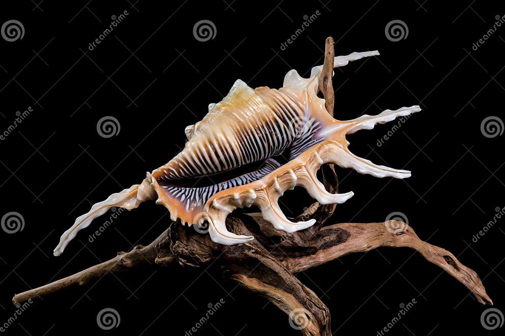 Scorpion Conch Shell on Wood Black Background Stock Image - Image of ...