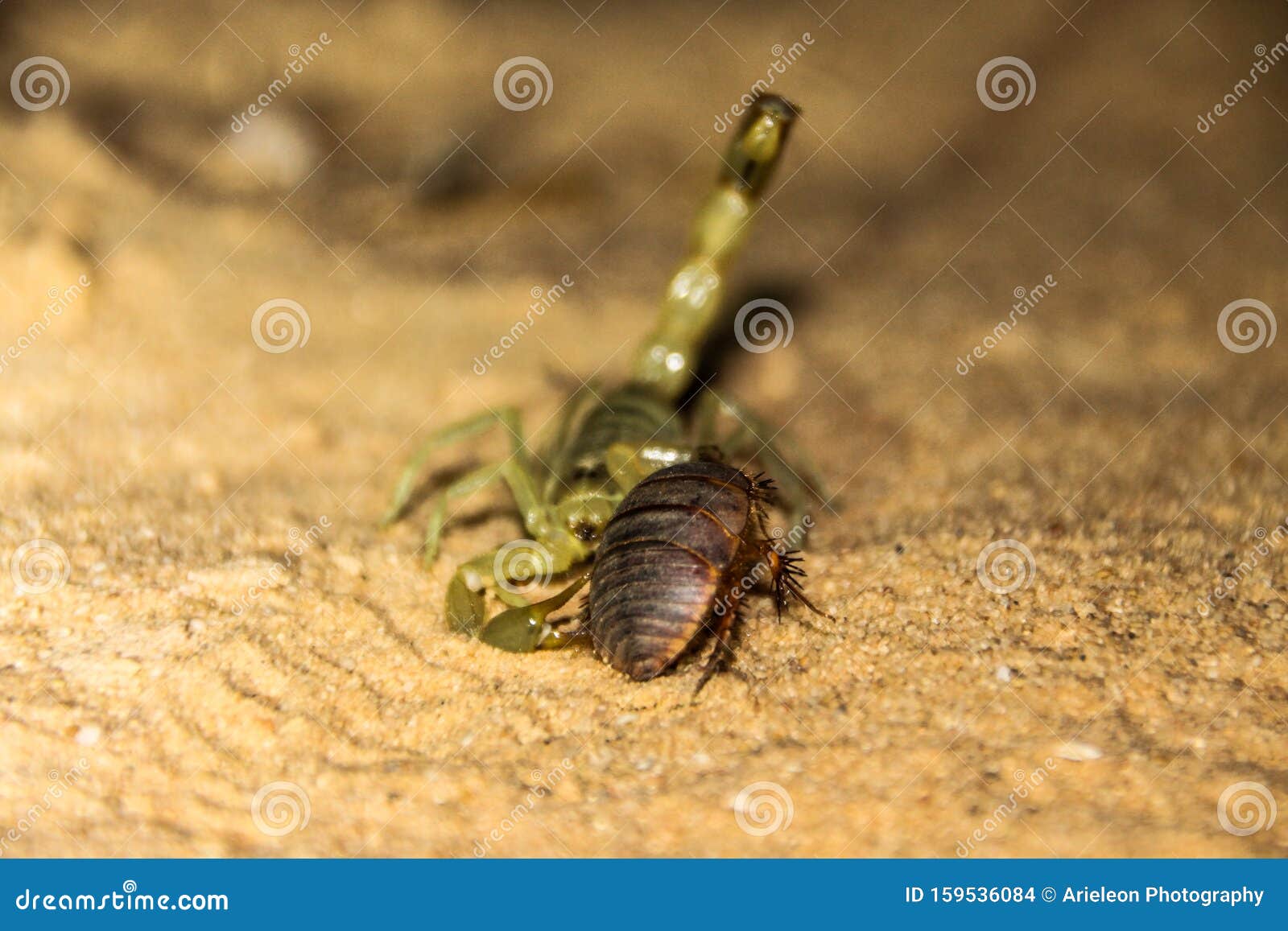 Roach Cought in a Combat with Scorpion Stock Photo - Image of forest ...