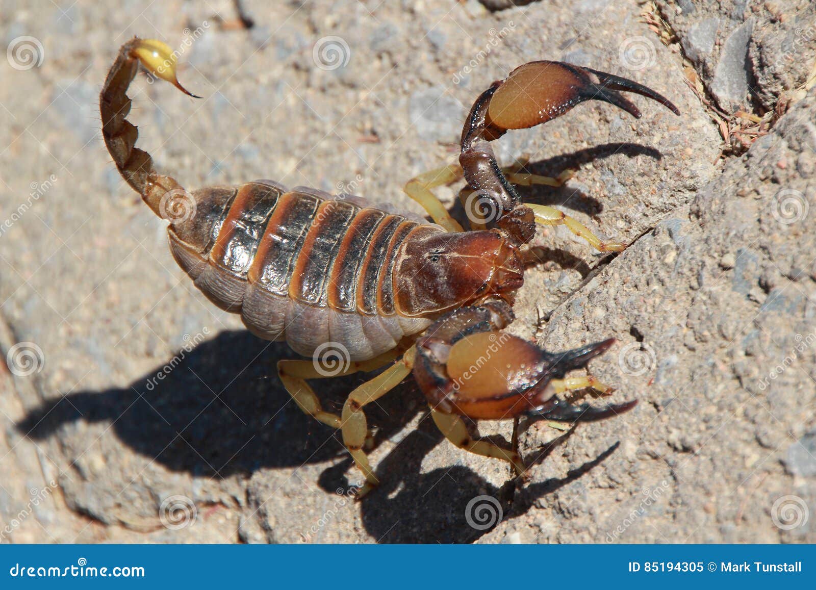 Scorpion Cross Stock Photos - Free & Royalty-Free Stock Photos from ...