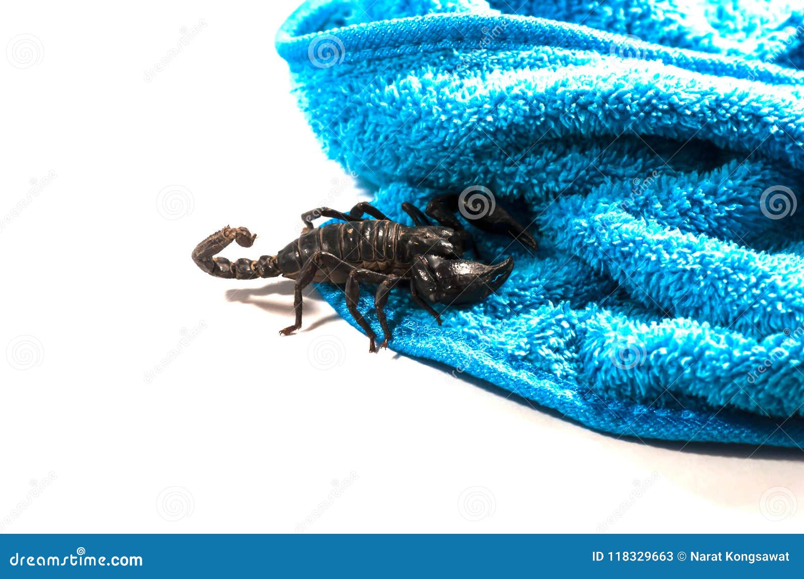 Scorpion, Danger of Hiding for Warmth Stock Image - Image of victims ...