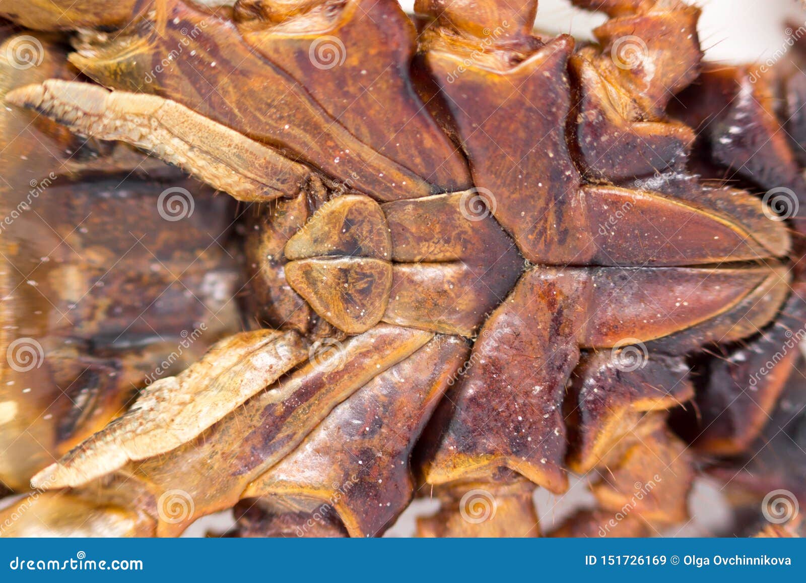 Scorpion is a Detachment of Arthropods from the Class Arachnida. Bottom ...