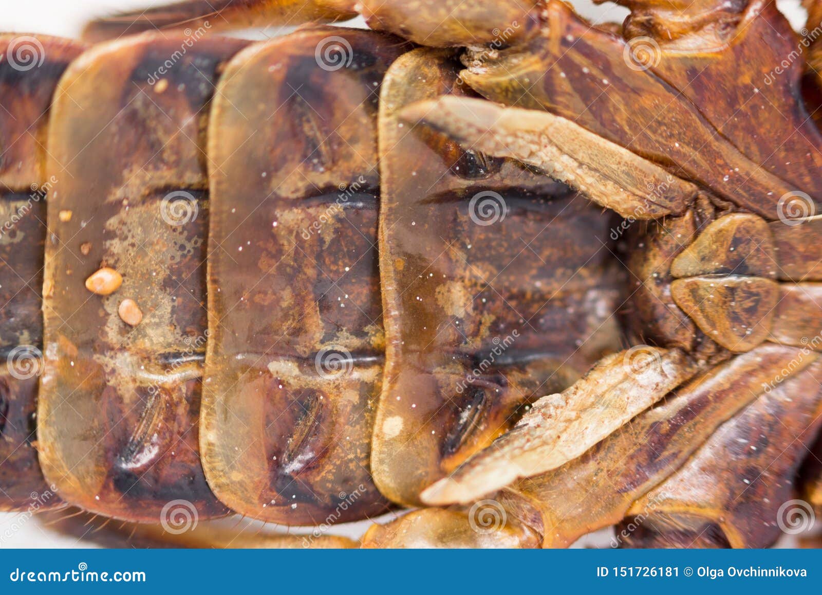 Scorpion is a Detachment of Arthropods from the Class Arachnida. Bottom ...