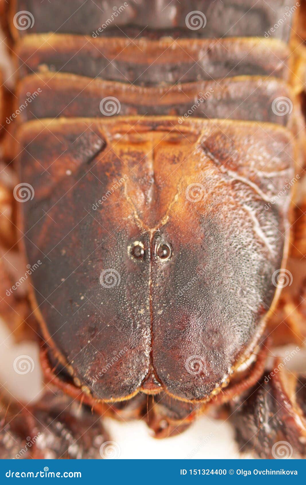 Scorpion Is A Detachment Of Arthropods From The Class Arachnida. Bottom ...