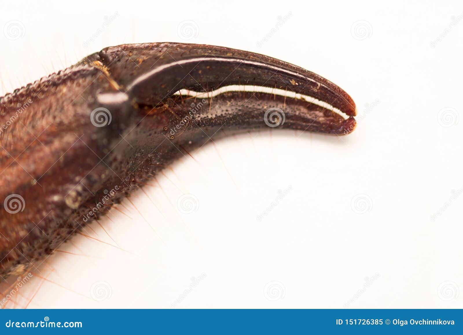 Scorpion Is A Detachment Of Arthropods From The Class Arachnida. Bottom ...