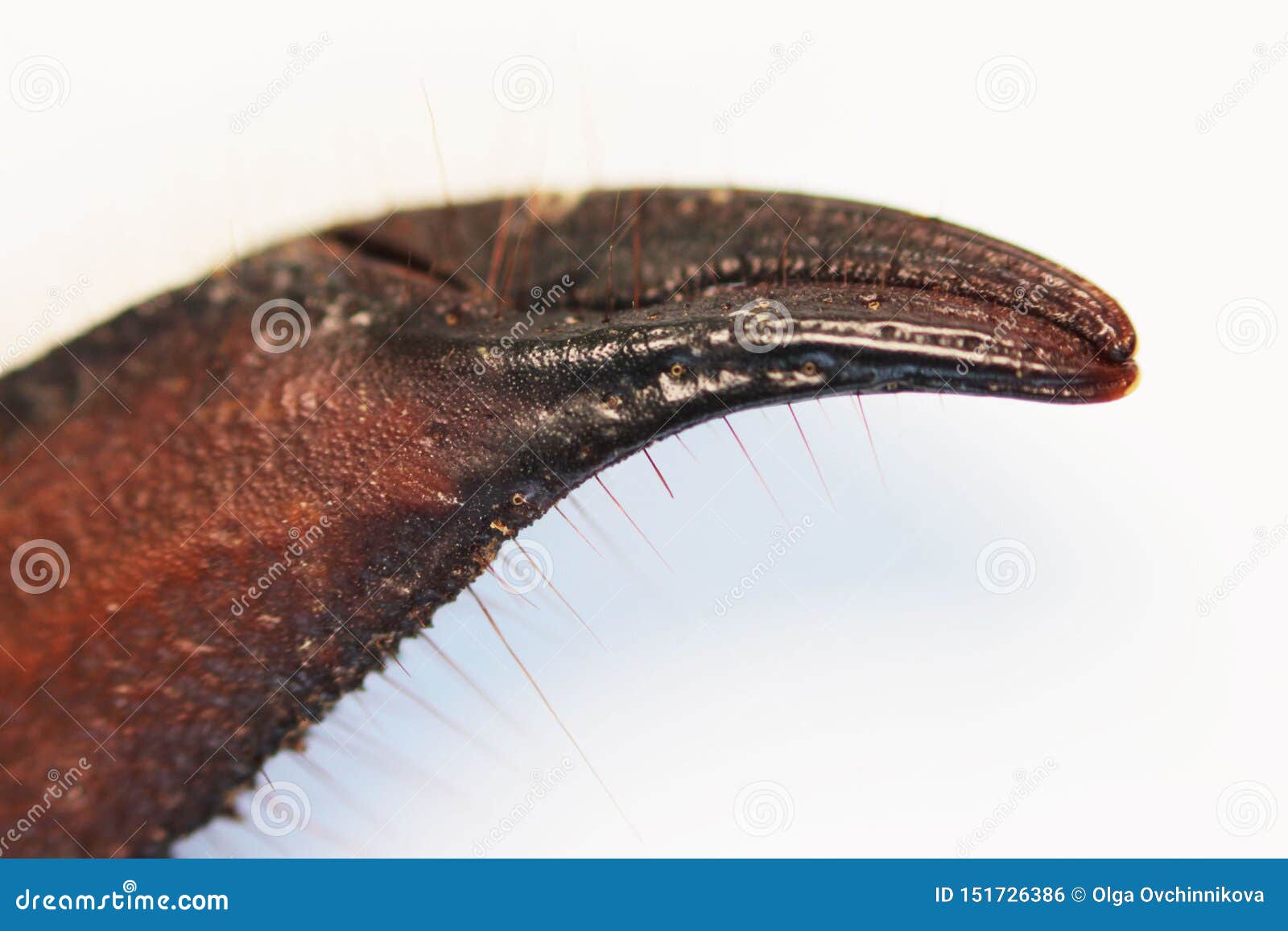 Scorpion is a Detachment of Arthropods from the Class Arachnida. View ...