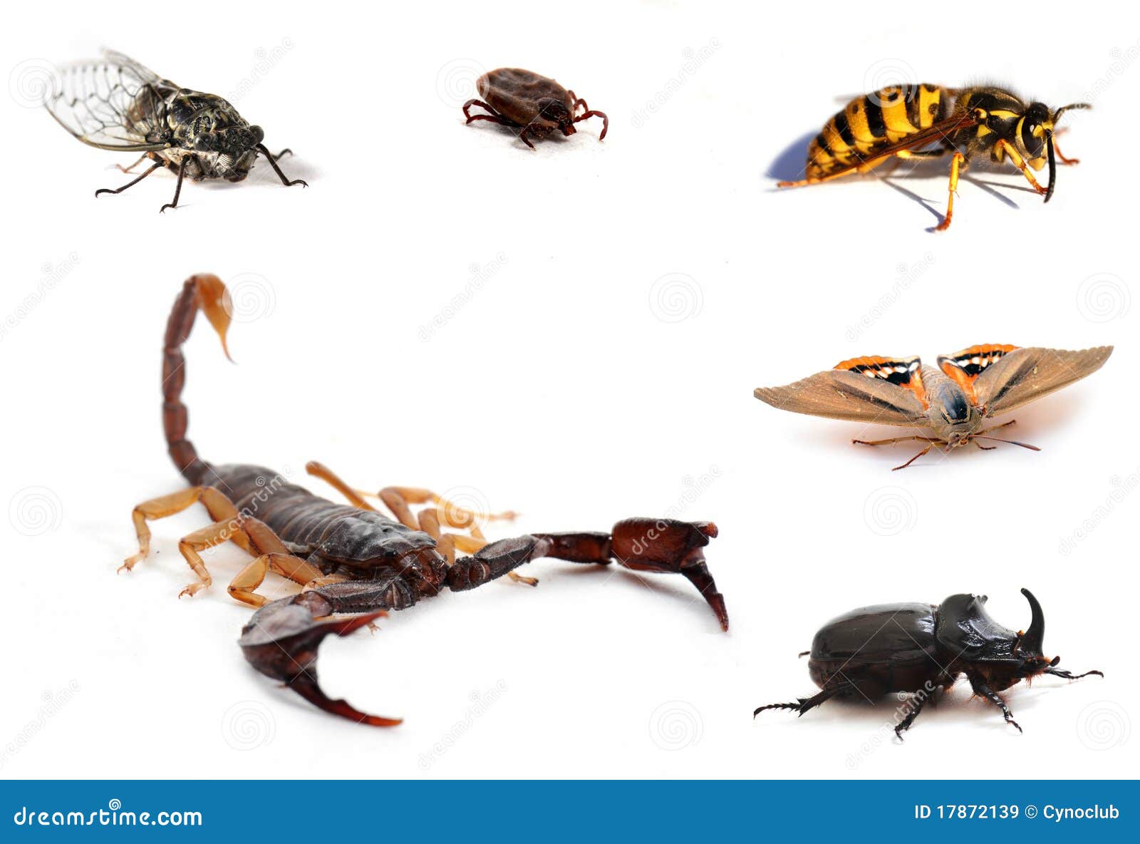 Scorpion Et Insectes De Brown Image stock - Image du fond, piquer: 17872139