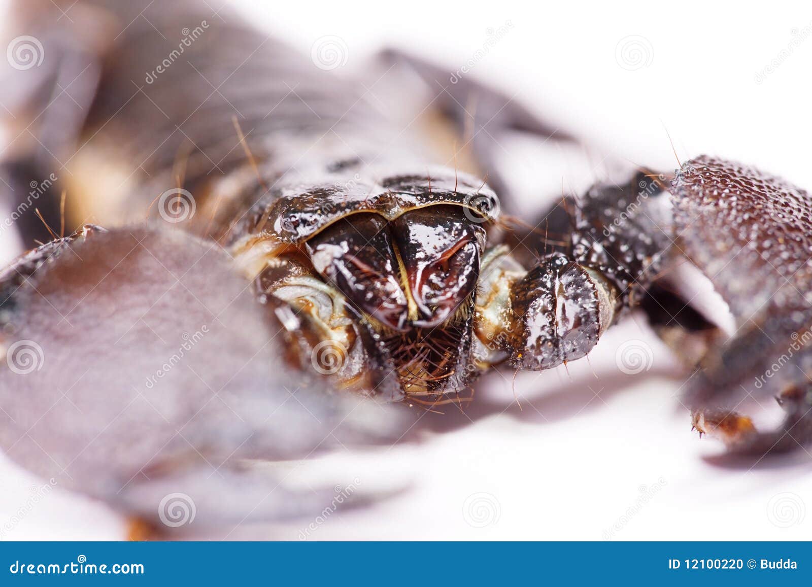 Emperor Scorpion Face