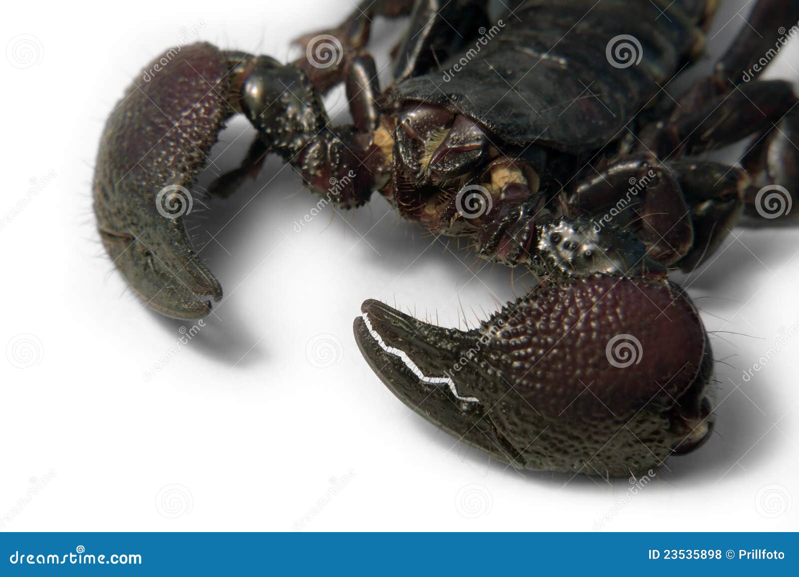 Scorpion Face Detail Royalty Free Stock Photos - Image: 23535898